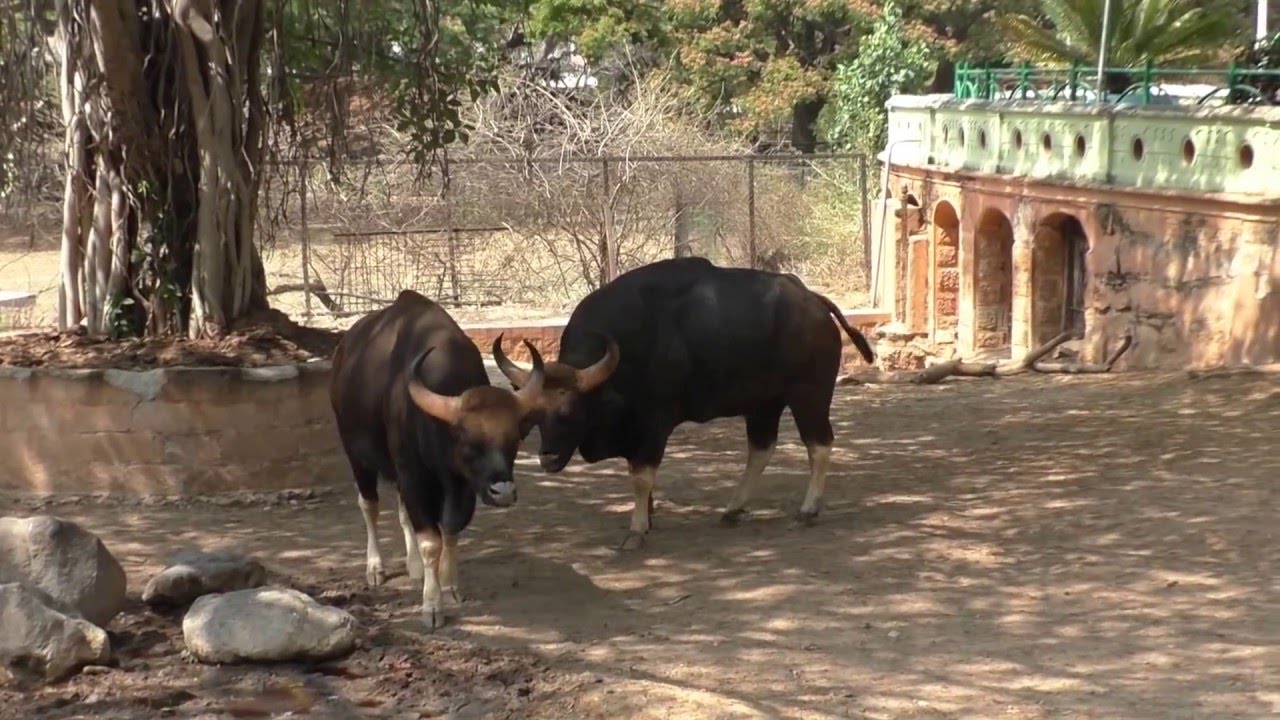 HUGE, STRONG GAURS FIGHTING IN MYSORE ZOO (HD) - YouTube