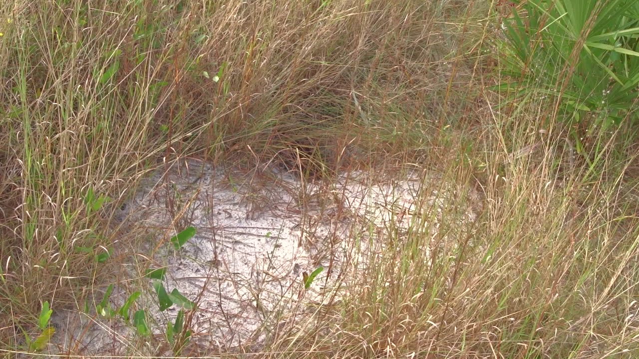 13 Xeric Gopher Tort - YouTube