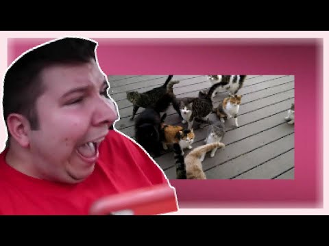 Nikocado avocado argues with cats - YouTube