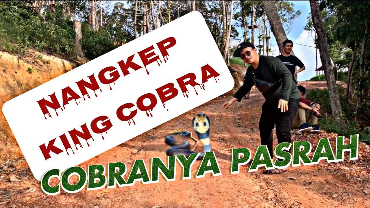 NEMU KING COBRA. APAKAH INI GARAGA? - YouTube
