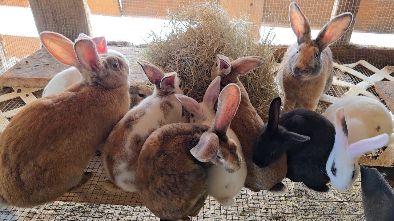 We're about to be flooded! #rabbit #bunny #farm #farmliving #animal # ...