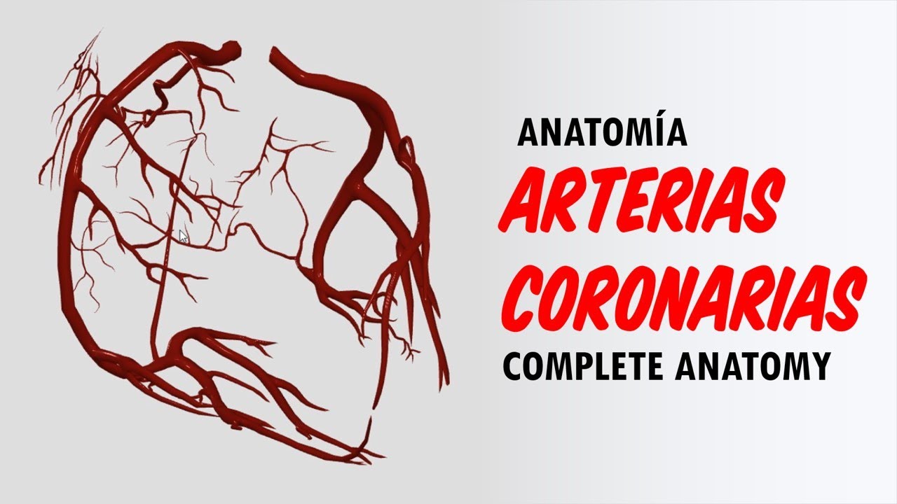 ANATOMIA EN 3D - ARTERIAS CORONARIAS (Origen, Trayecto, Ramas ...