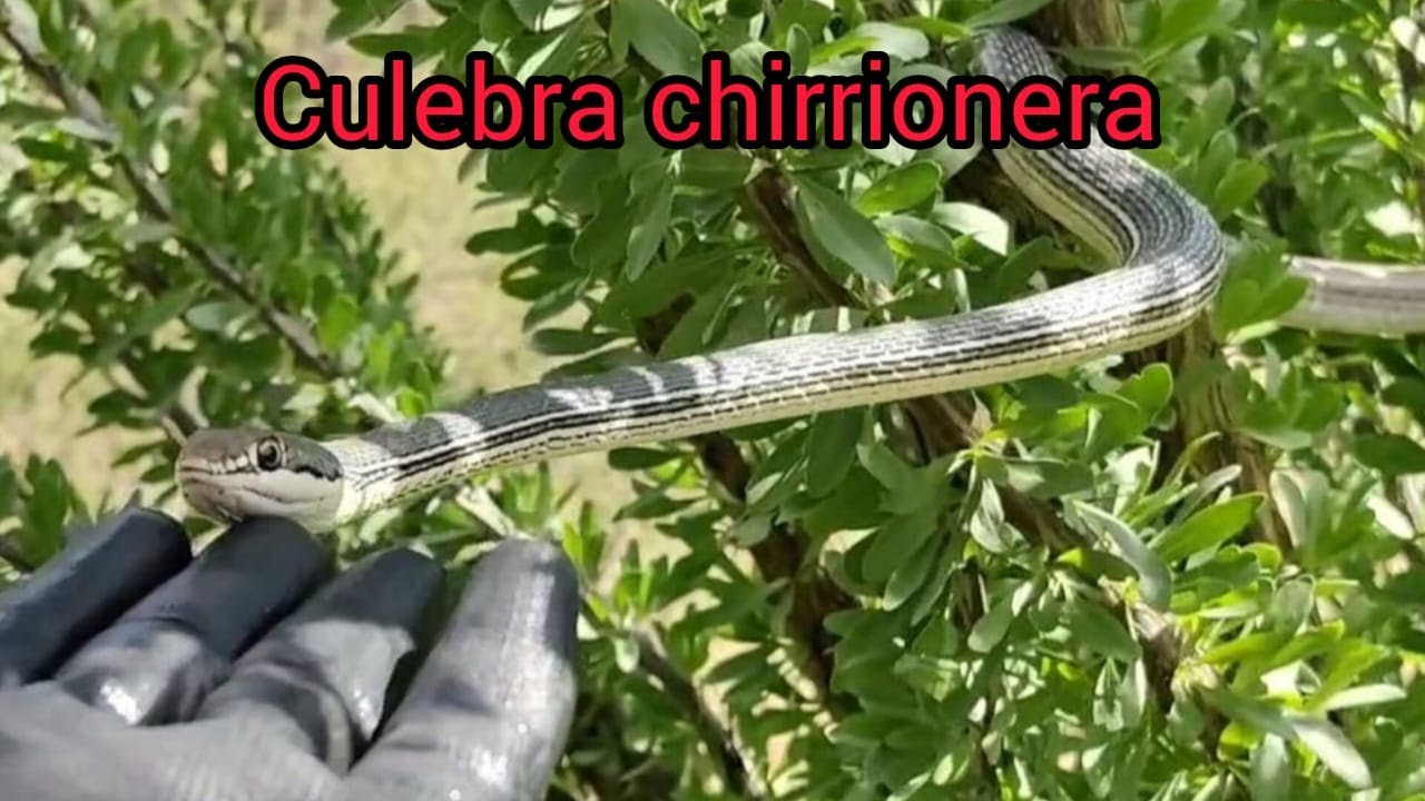Culebra chirrionera sonorense - YouTube