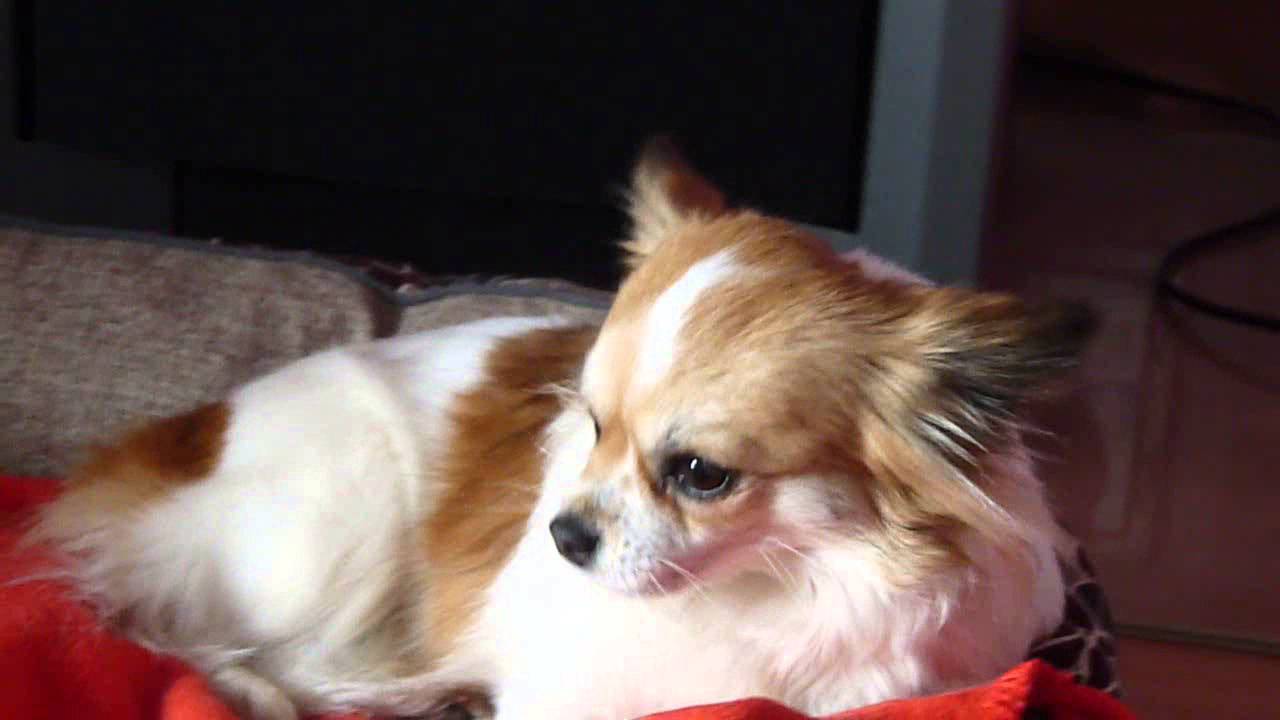 Chihuahua howling ( singing ? ) :-) - YouTube