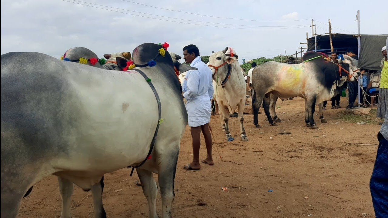 Biggest Ongole cattle pairs in pebair-pebbair bulls market - YouTube