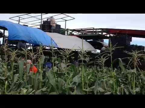 Mule Train Sweet Corn Harvest - YouTube