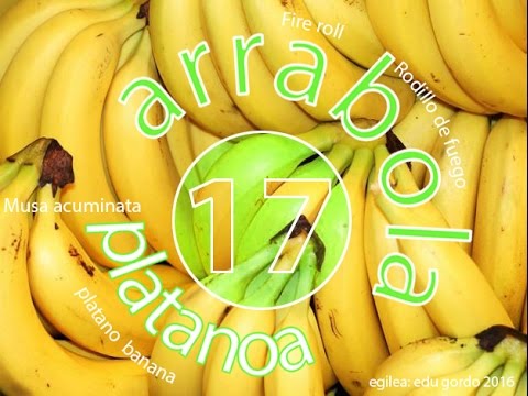 "Fire roll" banana fibers/"Suzko arrabola" platano fibrak/"Rodillo de ...