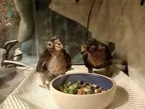 Baby Bronze Wing Pionus - YouTube