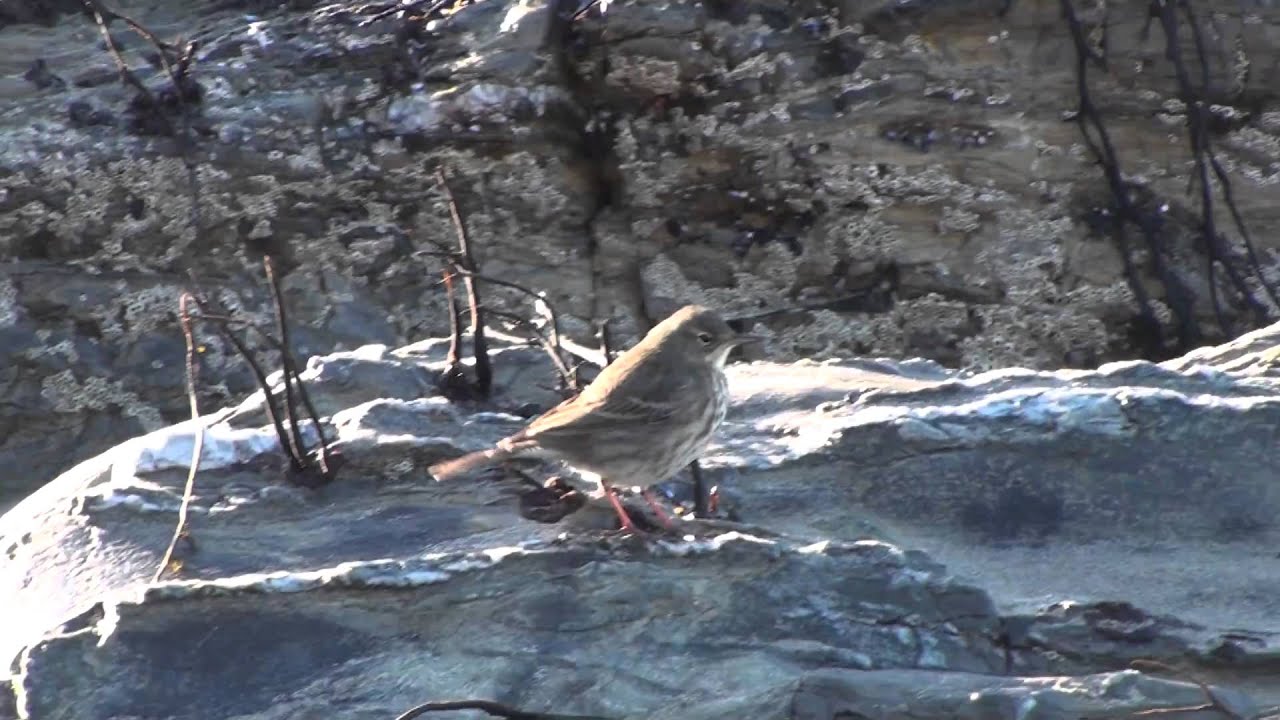 SONY HDR SR11E HD TEST - YouTube