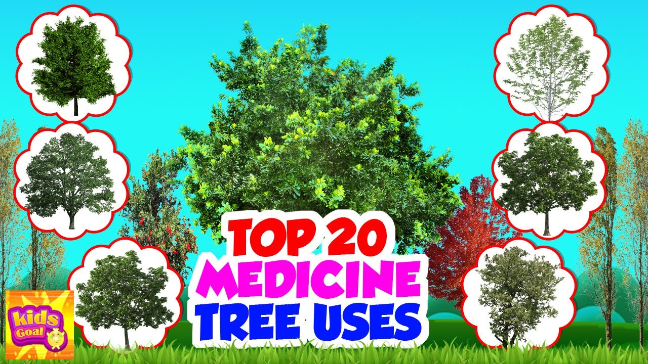 Medicine trees and Uses | Ayurvedic Trees List | Natures Gift - YouTube