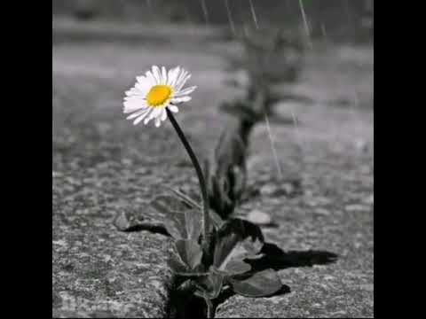 whatsapp status üçün qemli videolar/durum videoları🍁🍁