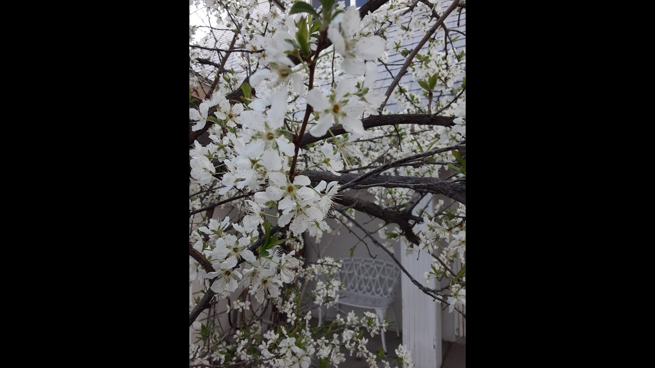 Spring is here! Pluots are in bloom! - YouTube