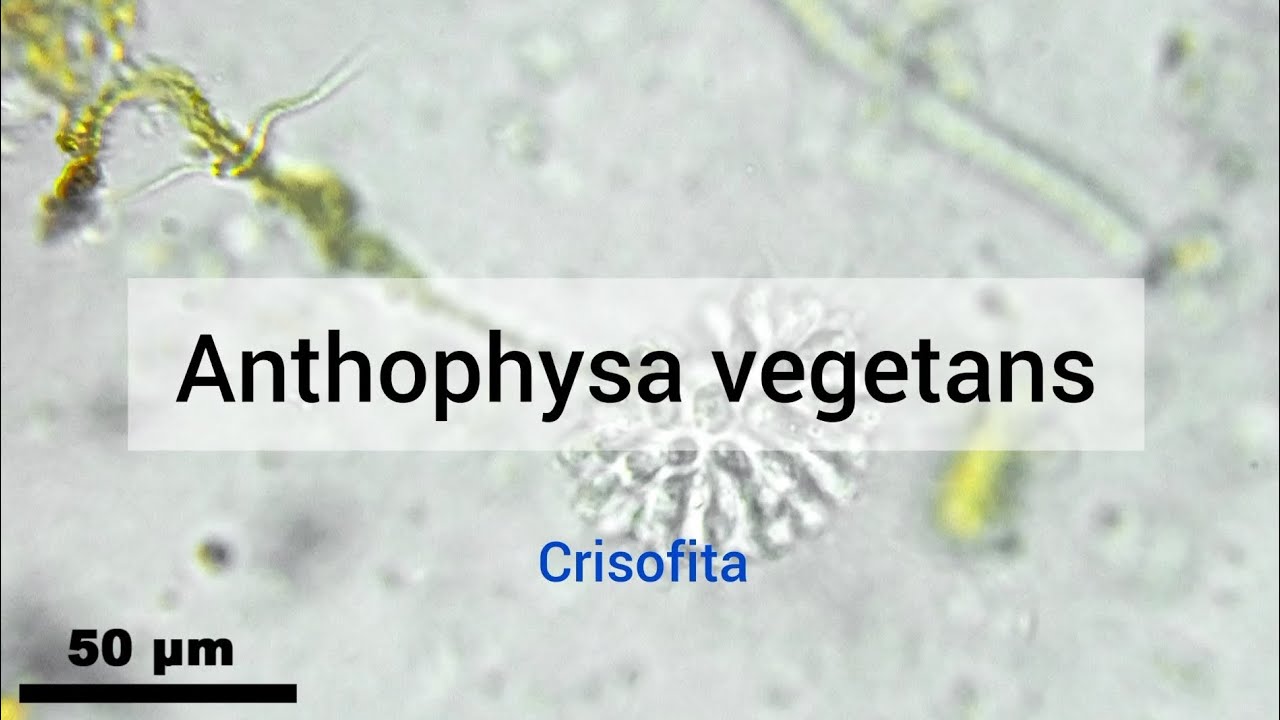 Anthophysa vegetans (Alga Dorada, Crisofita) - YouTube