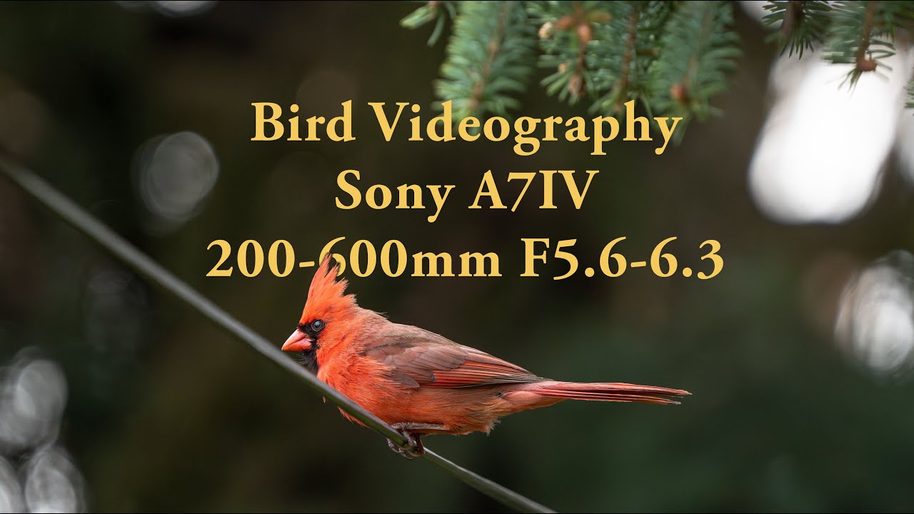 Birds & Colour Grading | Sony A7IV | Sony 200-600 F5.6-6.3 - YouTube