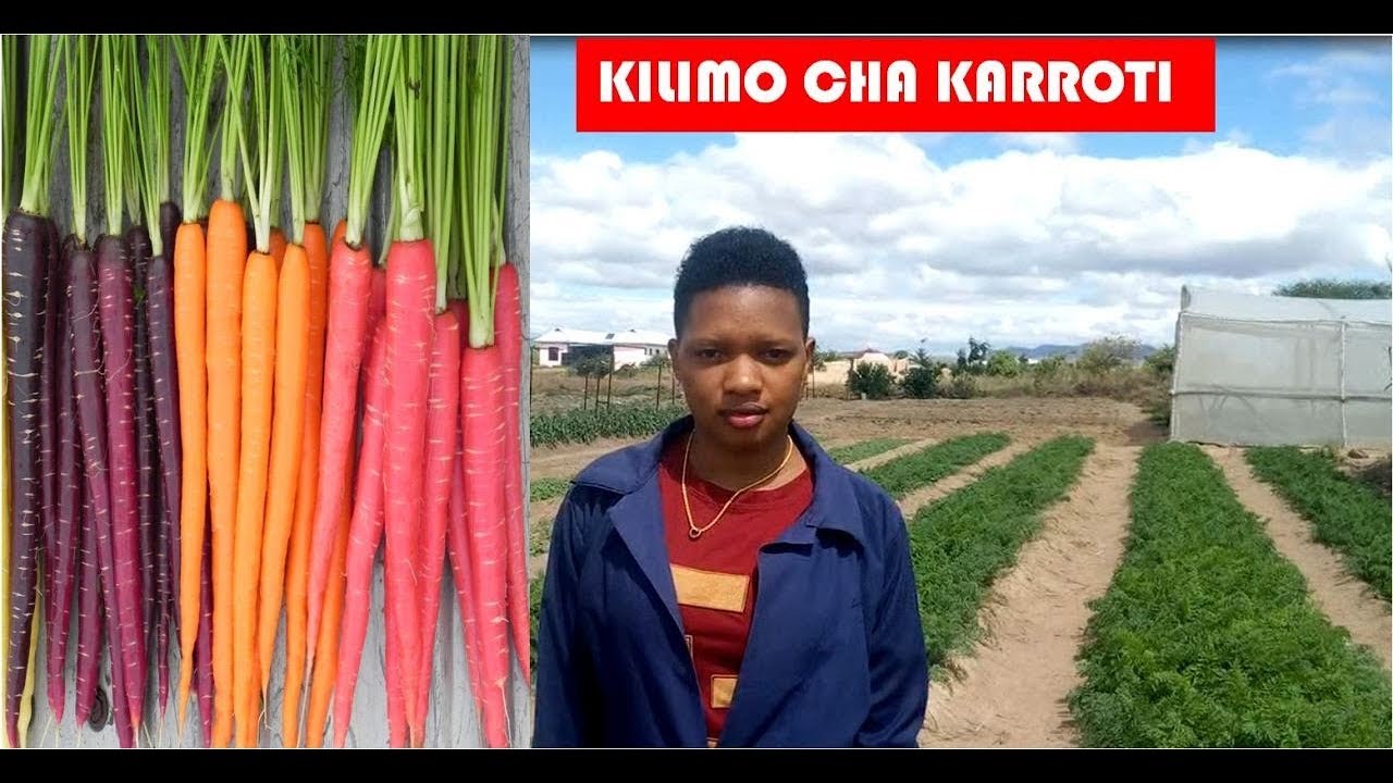 KILIMO CHA MBOGAMBOGA:KILIMO CHA KAROTI,BUSTANI YA KAROTI NA SOKO LAKE ...