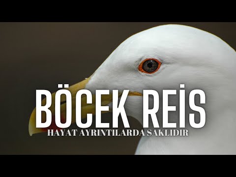 Martının Kanadı Kırılmış ve Resmen Kopma Aşamasına Gelmiş #BöcekReis /Laridae