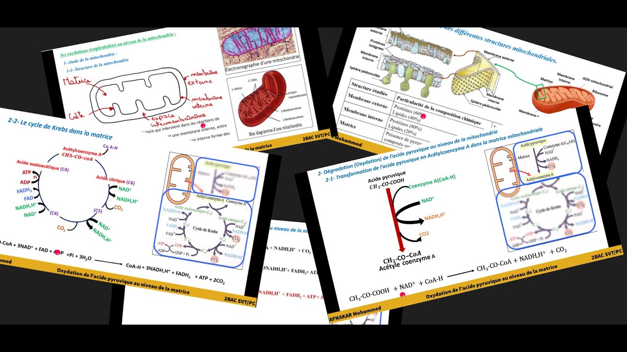 3-Oxydation de l'acide pyruvique au niveau de la matrice: Mitochondrie ...