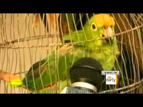 Drug Trafficers' Look Out Bird Arrested - YouTube