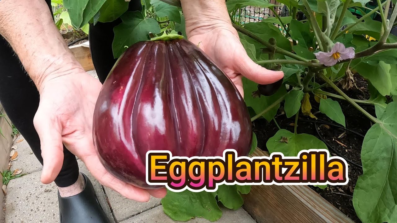 #RetiredAdventurers Eggplant Zilla- Grow ,cook and Eat. Homegrown Fried ...