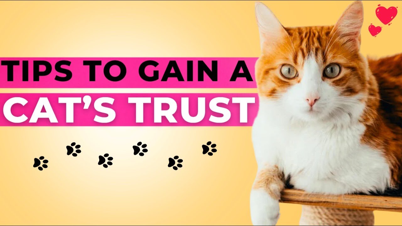 How to Become Your Cat's Trusted Companion - YouTube