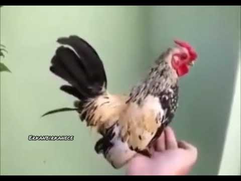 Dünyanın en küçük horozu bu olsa gerek