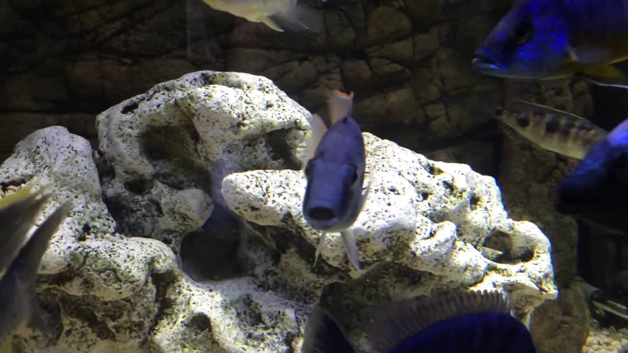 Mylochromis sphaerodon - YouTube
