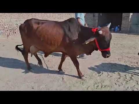 ##Cow buffalo sale purchase ##sahiwal bachiya dudh ##10 litre amount ...