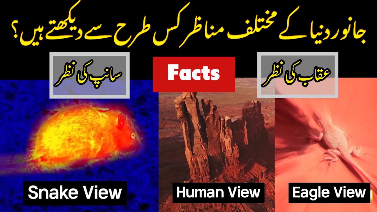 How Different Animals See The World | #facts #animals #world - YouTube