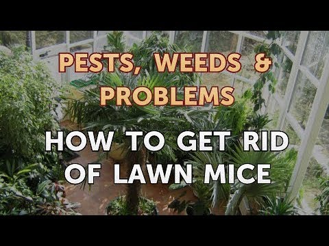 How to Get Rid of Lawn Mice - YouTube