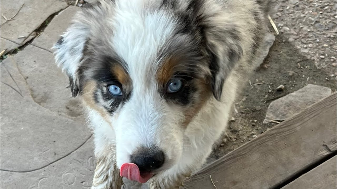 Grey Merle Australian Shepherd Puppy