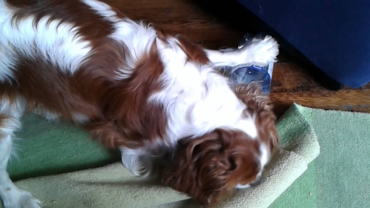 Cavalier King Charles Spaniel - very angry dog - [Paca] - YouTube