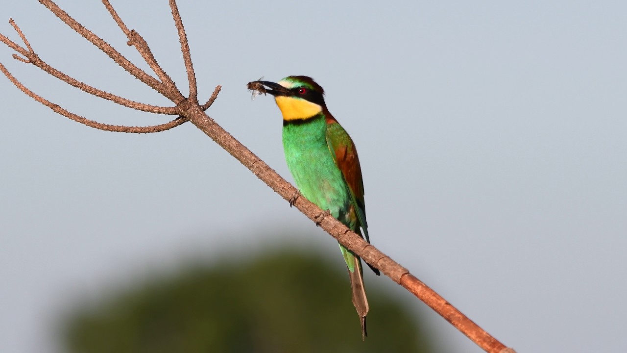 Prigoriile sau meropidele (Meropidae) 2 - YouTube