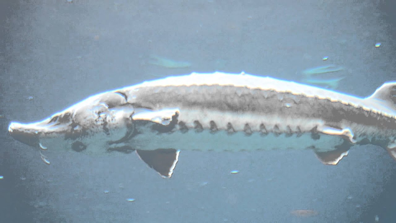 Esturgeon Noir - YouTube