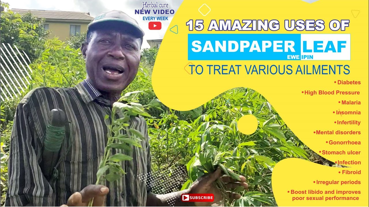 15 Uses of Sandpaper Leaf | Ewe Ipin | Ewe Epin | Ficus exasperata ...