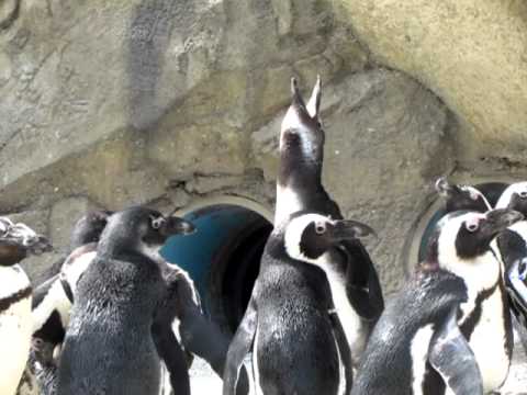 African black-footed penguins - what's that sound mean?