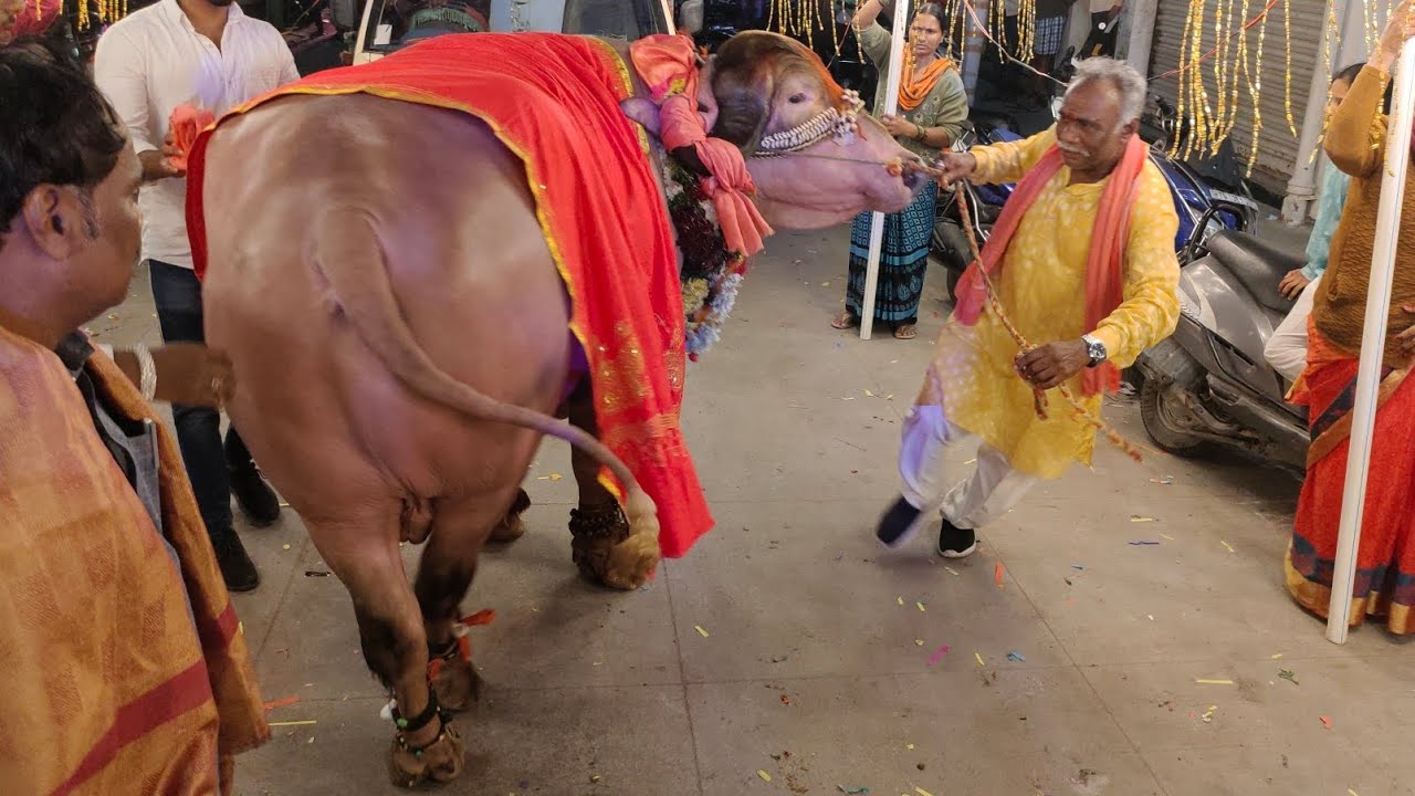 Asif nagar Sadar festival 2022 | yadav festival in Asif nagar Hyderabad ...