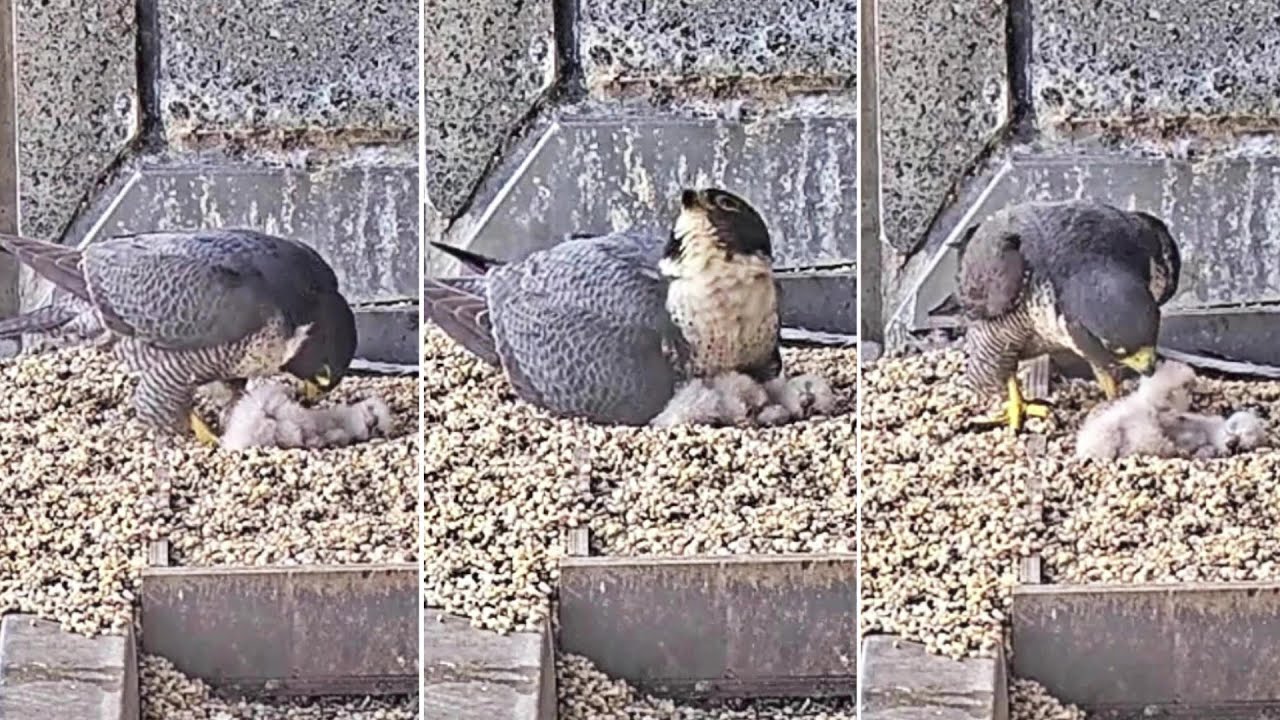 367 Collins Falcons~Dad first time alone with his chicks 😁🥰 ~4:17 p.m ...