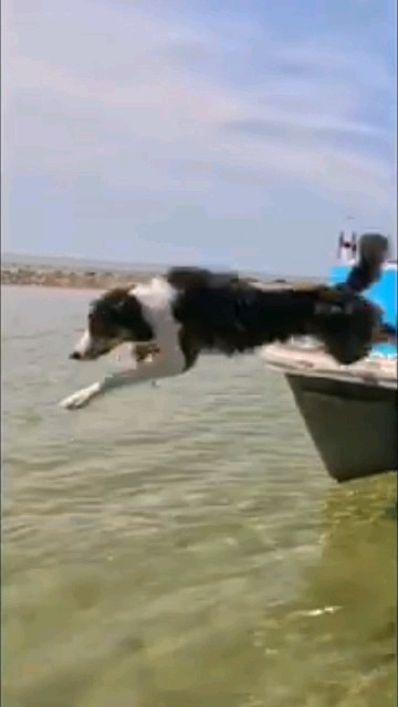 Border Collie on a boat : Water is Isla's "Happy Place" ! - YouTube