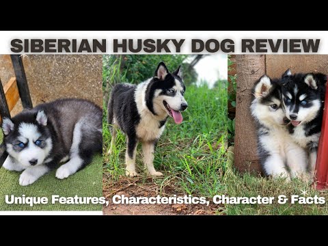 @giftingbyliz Get a Siberian Husky,they said it will be fun☺ ...