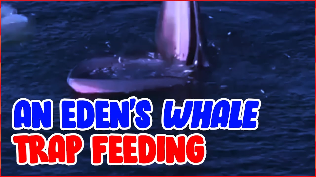 An Eden's Whale Trap Feeding in the Gulf of Thailand - YouTube