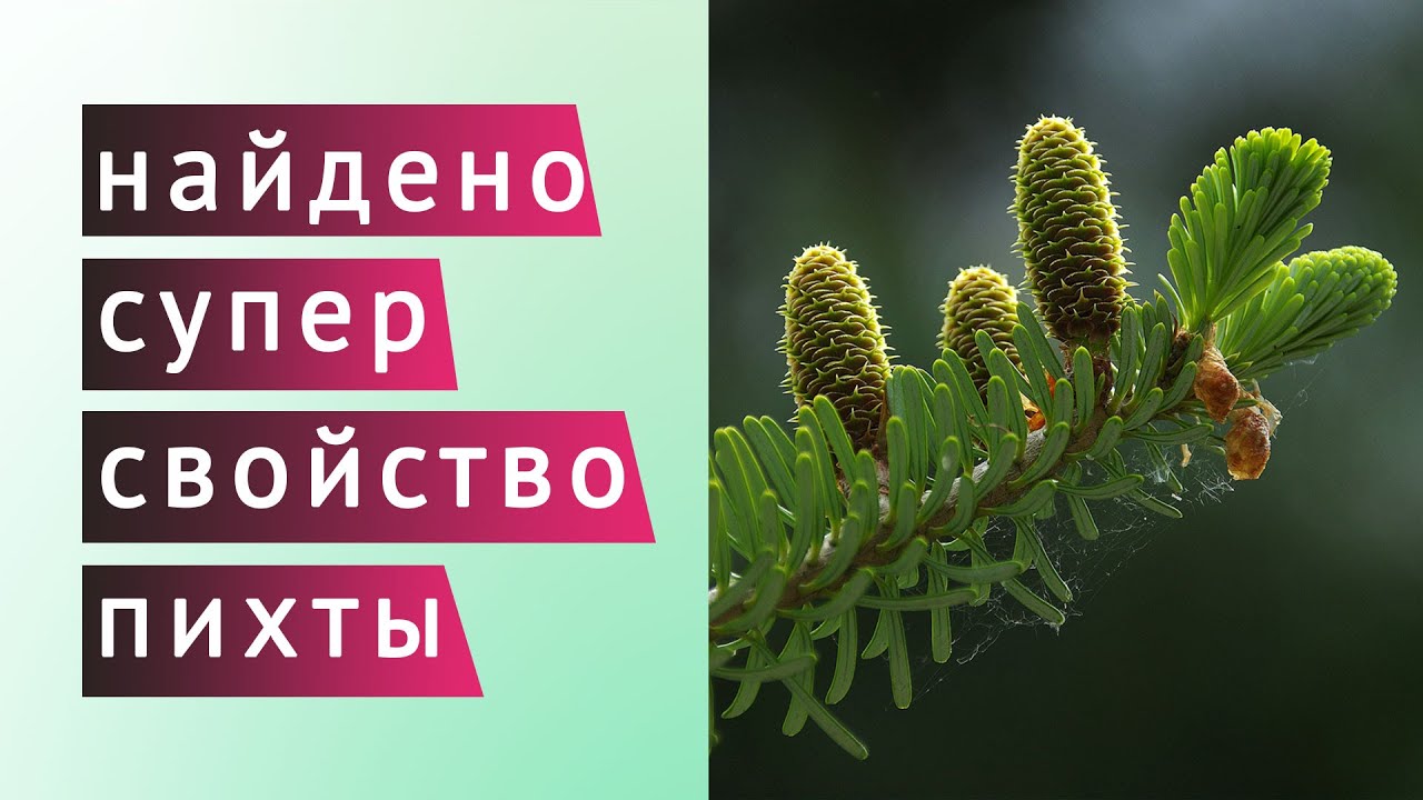 Супер эликсир молодости и долголетия / Польза пихты / Пихта сибирская ...