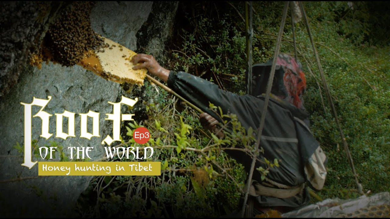Roof of the world: Honey hunting in Tibet - YouTube