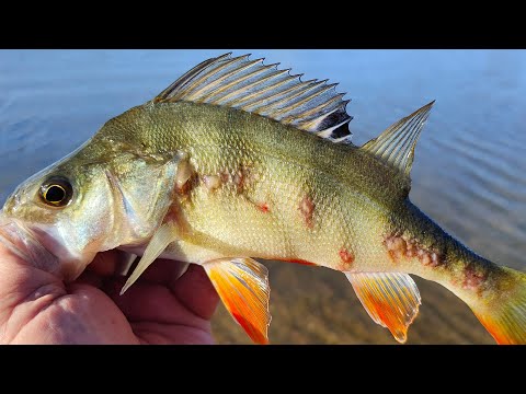 Catching Diseased Redfin (Perch) Fishing At Waranga Basin