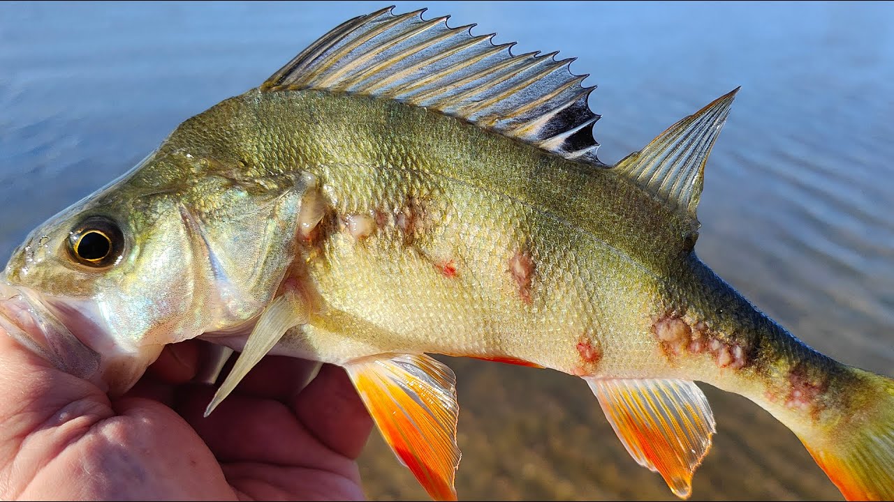 Catching Diseased Redfin (Perch) Fishing At Waranga Basin - YouTube
