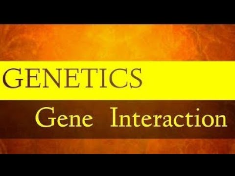 Gene Interactions (Allelic and Non-allelic) - YouTube
