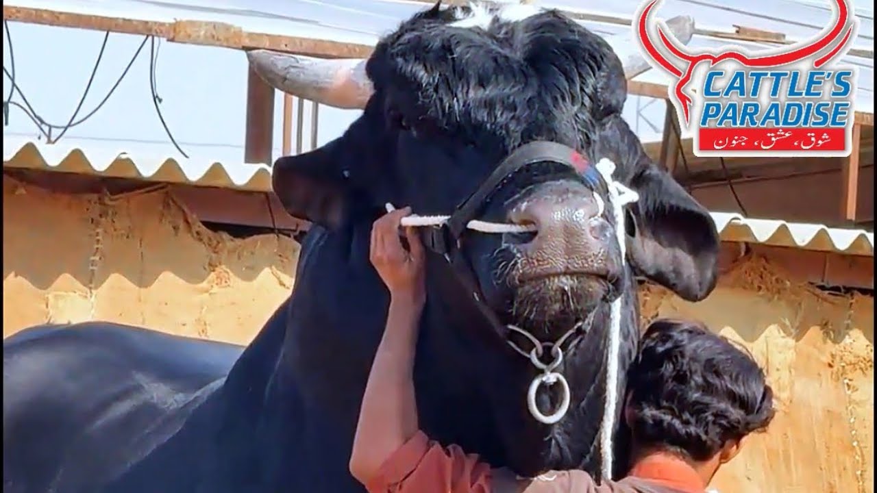 7.2 Ft Tallest Bull in Pakistan | Biggest Bull | Cross Breed - YouTube