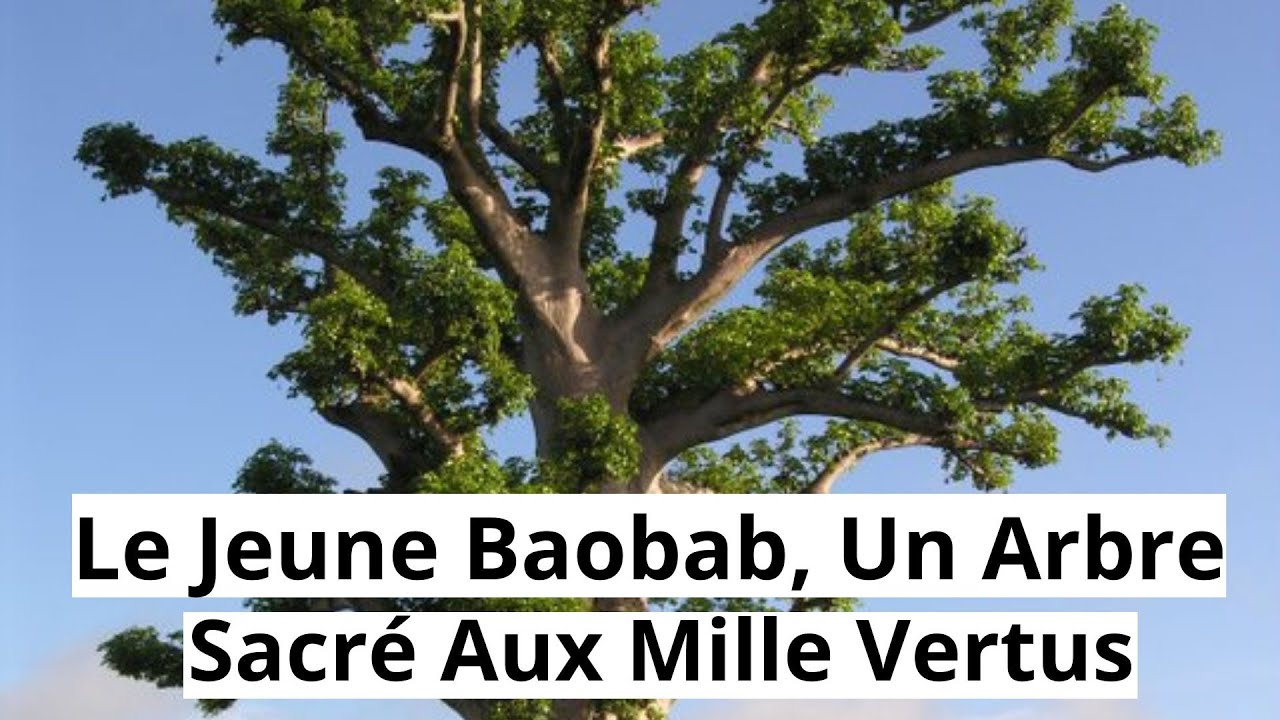 Le Jeune Baobab, Un Arbre Sacré Aux Mille Vertus | C'est Super!!!🥰🥰 ...