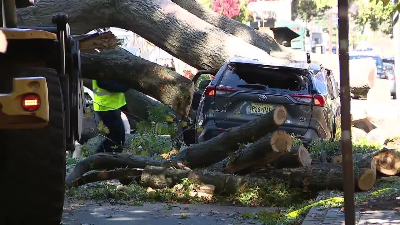 Huge tree crushes car in Jersey City - YouTube