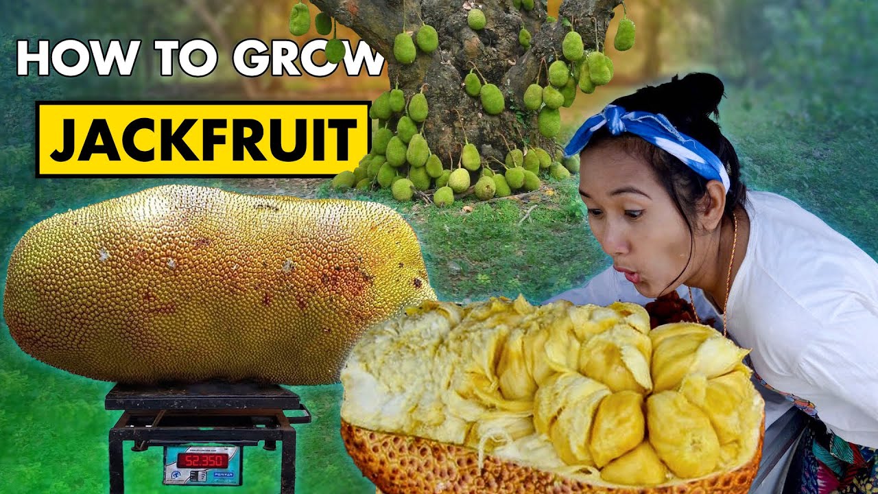 Giant Jackfruit Tree