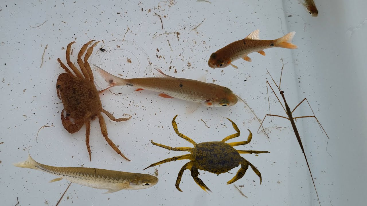 Collecting fish, crab - observe creatures aquatic insect in rural - YouTube